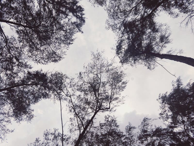 Shadow Image trees and sky stock photo. Image of malvan - 120770832