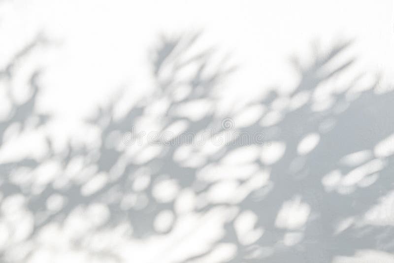 Shadow and Leaf Tree Branch Nature Background Stock Photo - Image of ...