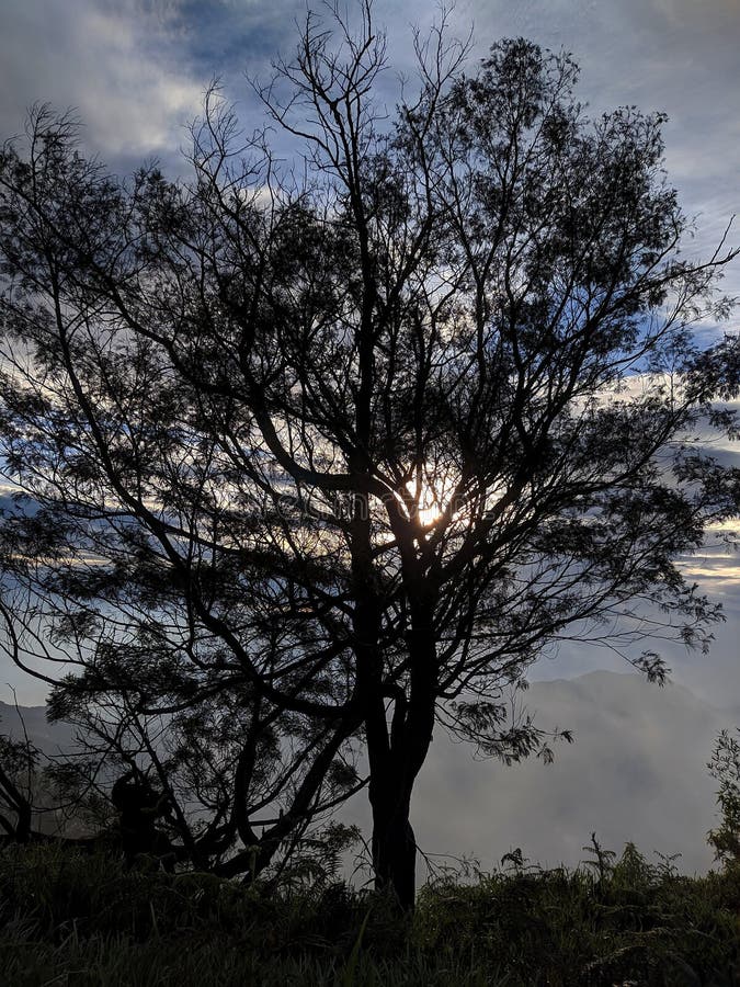 Shadowing Pakuwojo Tree stock image. Image of sunlight - 212859785