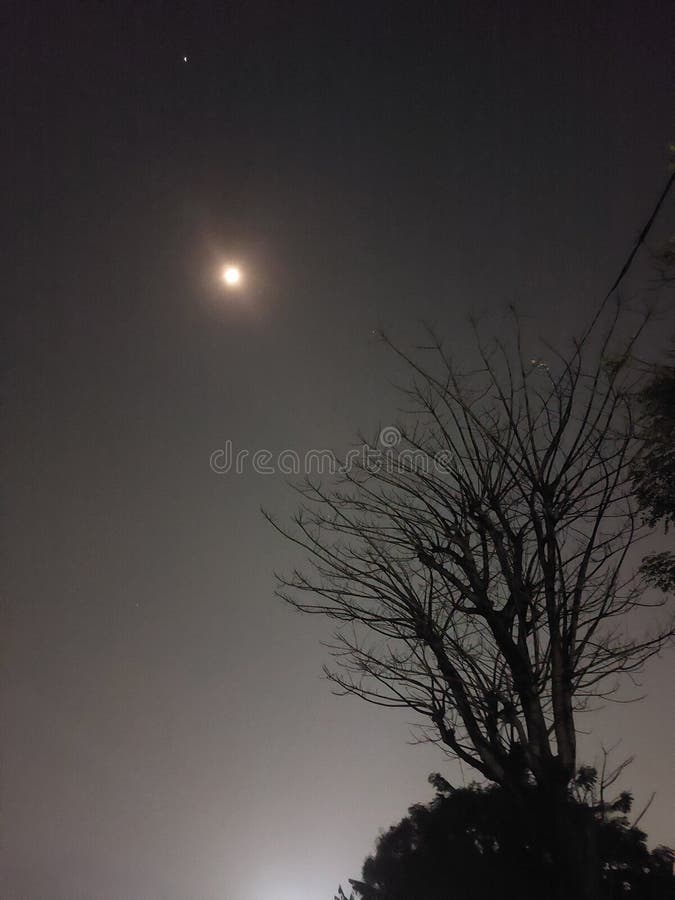 Tree, Shadow, Moon and Star in the Night Stock Photo - Image of star ...