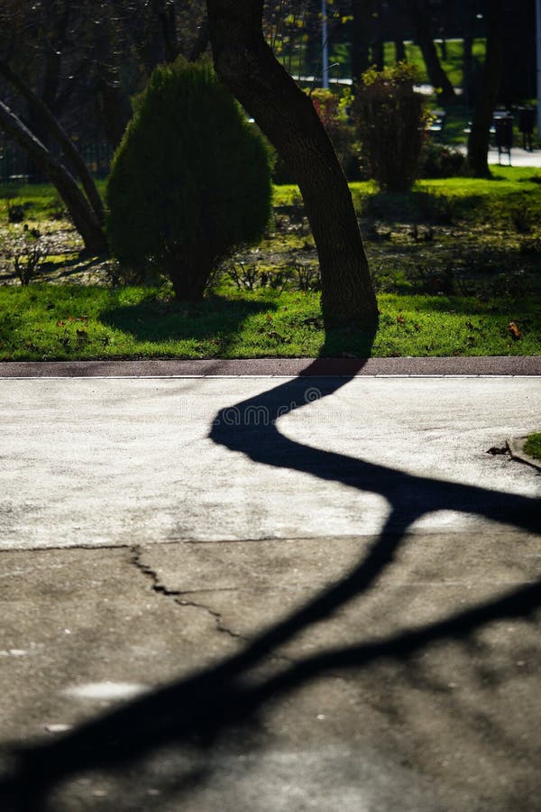 Tree Shadow in Morarilor Park Stock Photo - Image of grass, photograph ...