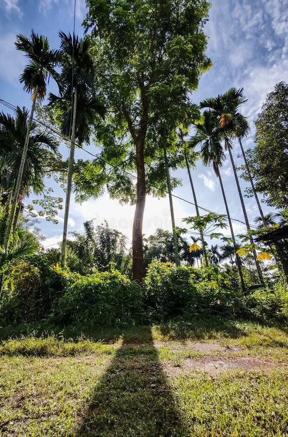 Tree Shadow in the Morning Sunlight Stock Photo - Image of colours ...