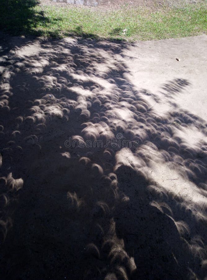 Tree shadow morning time stock image. Image of treeshadow - 167684895