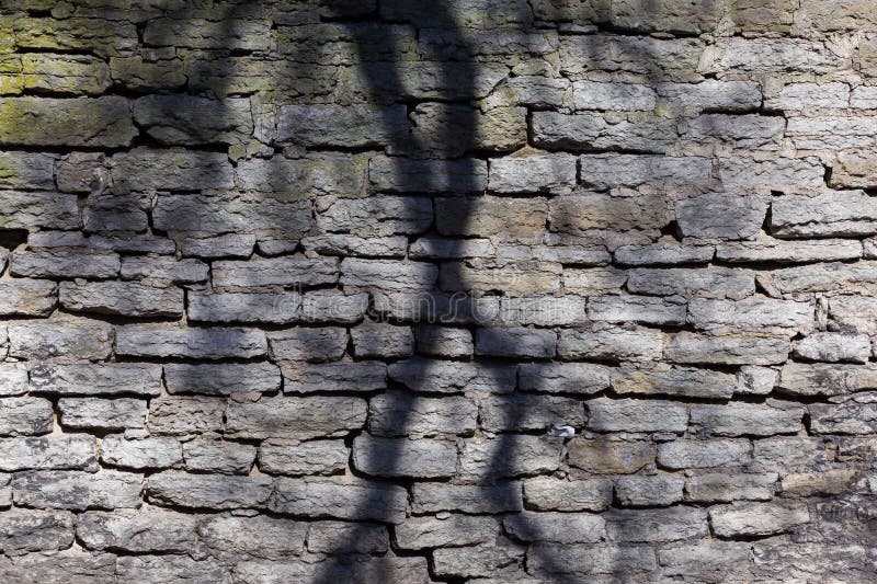 Tree shadow on old wall stock photo. Image of background - 283514168