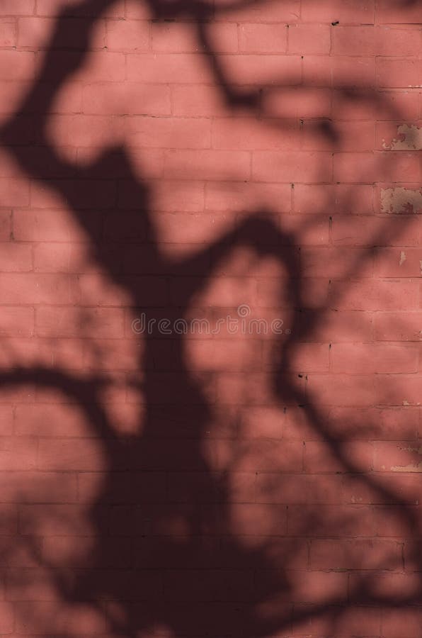 Tree Shadow on Red Brick Wall. Stock Image - Image of brown, crack ...