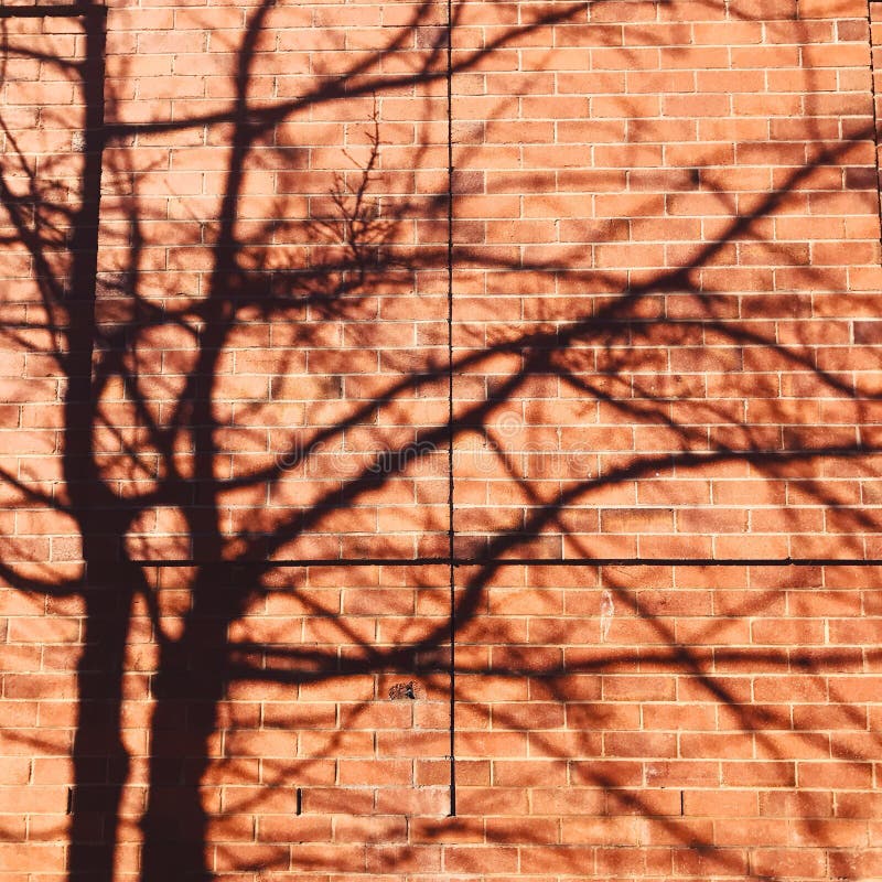 Tree shadow on the wall stock image. Image of wall, exterior - 124898823
