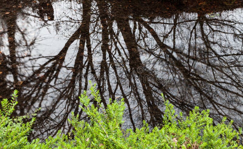 Tree Shadow Reflection in Water Stock Photo - Image of mirrored, trunk ...