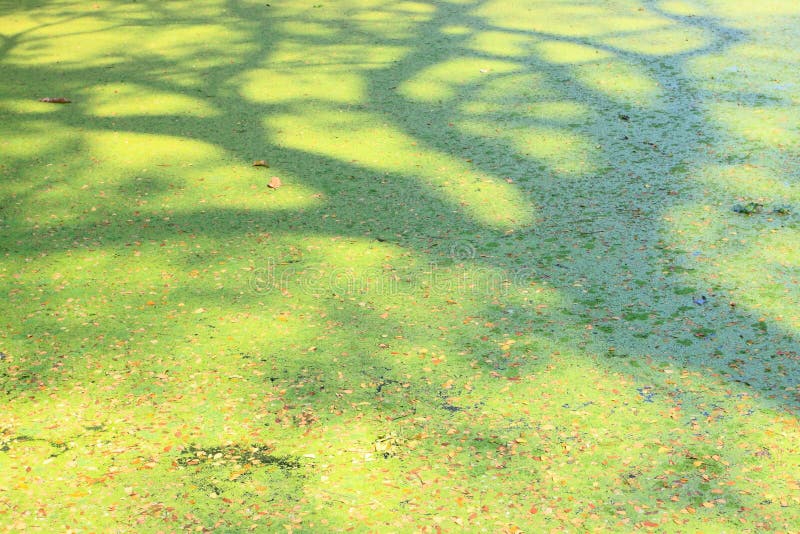 Tree Shadow Reflection on Water Stock Photo - Image of leaf, shape ...