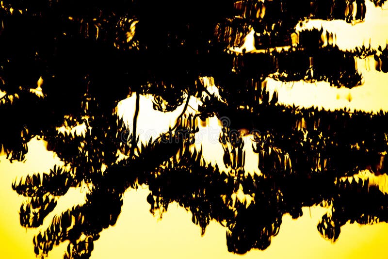 Tree shadow stock image. Image of abstraction, outline - 53070835