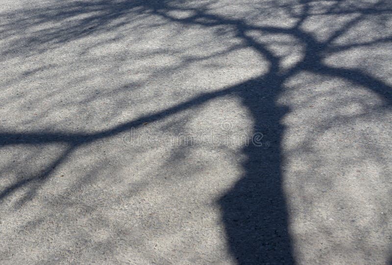 Tree shadow right stock photo. Image of shadows, organic - 39262582