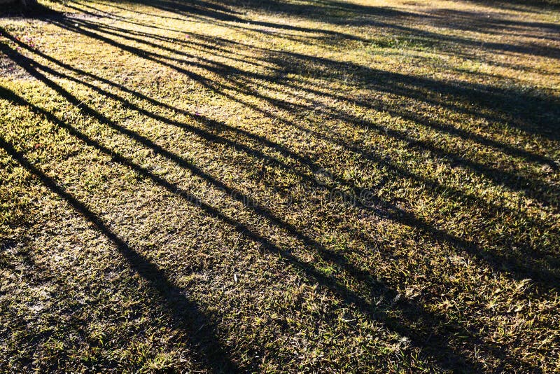 Tree shadow stock photo. Image of grass, color, outdoor - 168259812