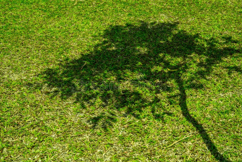 Tree Shadow on Short Green Grass Stock Photo - Image of daylight, grass ...