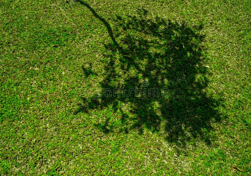 Tree Shadow on Short Green Grass Stock Image - Image of expansion ...
