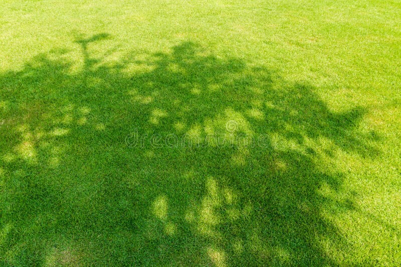 Tree Shadow on Short Green Grass Stock Image - Image of diagonal, grass ...