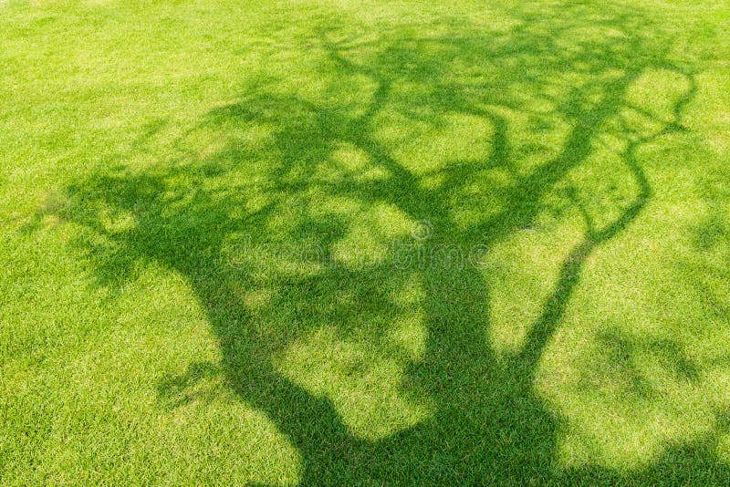 Tree shadow on grass stock photo. Image of background - 49998274