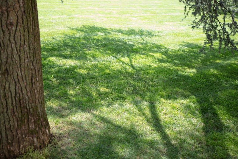 Tree Shadow on Short Green Grass in Spring Season Stock Photo - Image ...