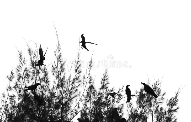 Tree Shadow stock image. Image of scary, shadows, outdoor - 71942227