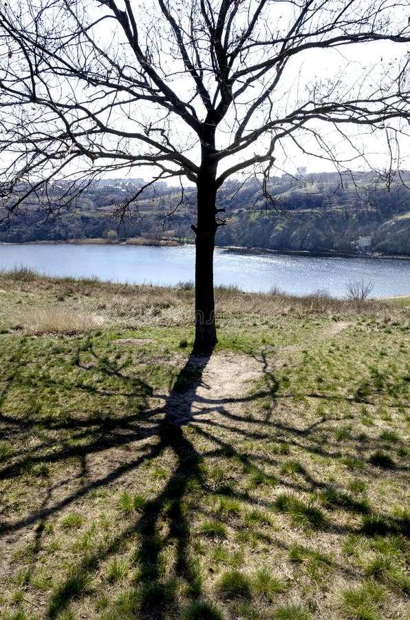 A Tree Shadow Similar To the Roots of this Tree Stock Photo - Image of ...