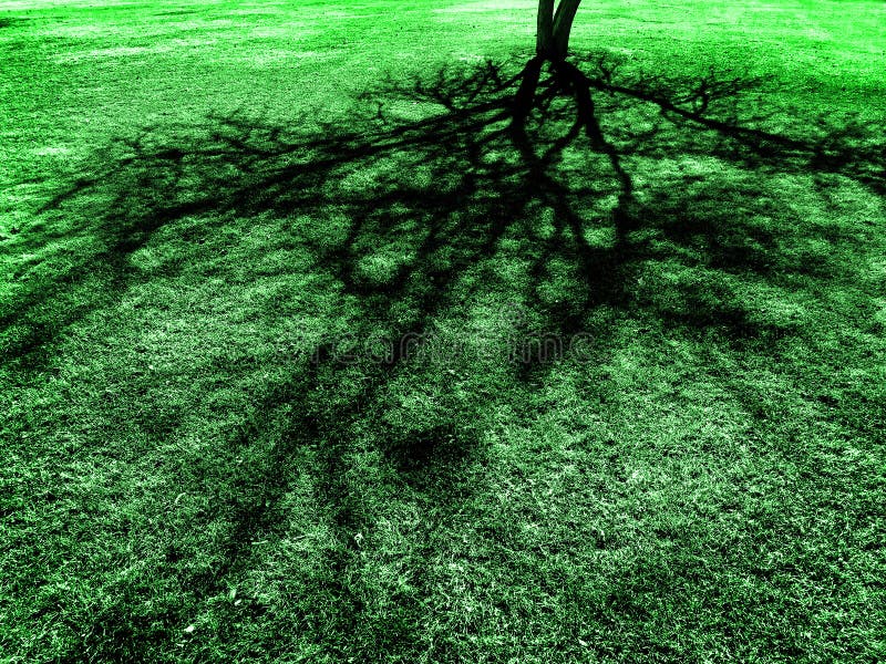 Tree Shadow stock photo. Image of pattern, shade, spring - 5110830