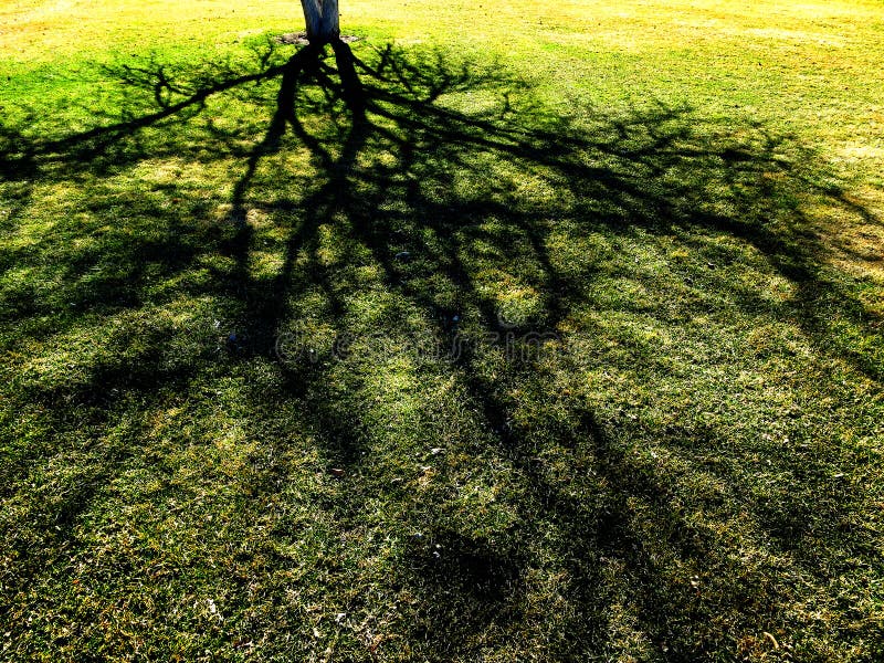 Tree Shadow in Spring on Lush Green Grass Stock Image - Image of ...