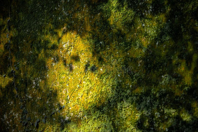 Tree Shadow Stone Texture Background. Stone Moss Light and Shadow ...