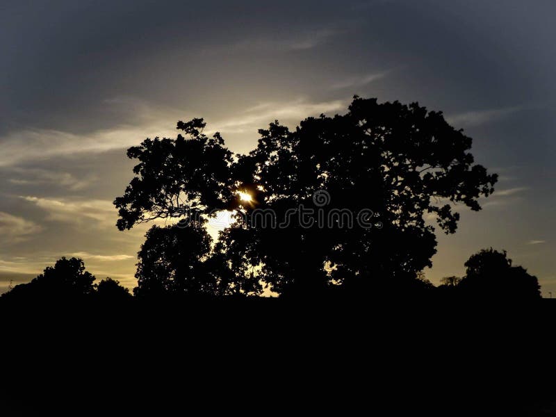 Tree shadow stock photo. Image of light, nature, tree - 132158120