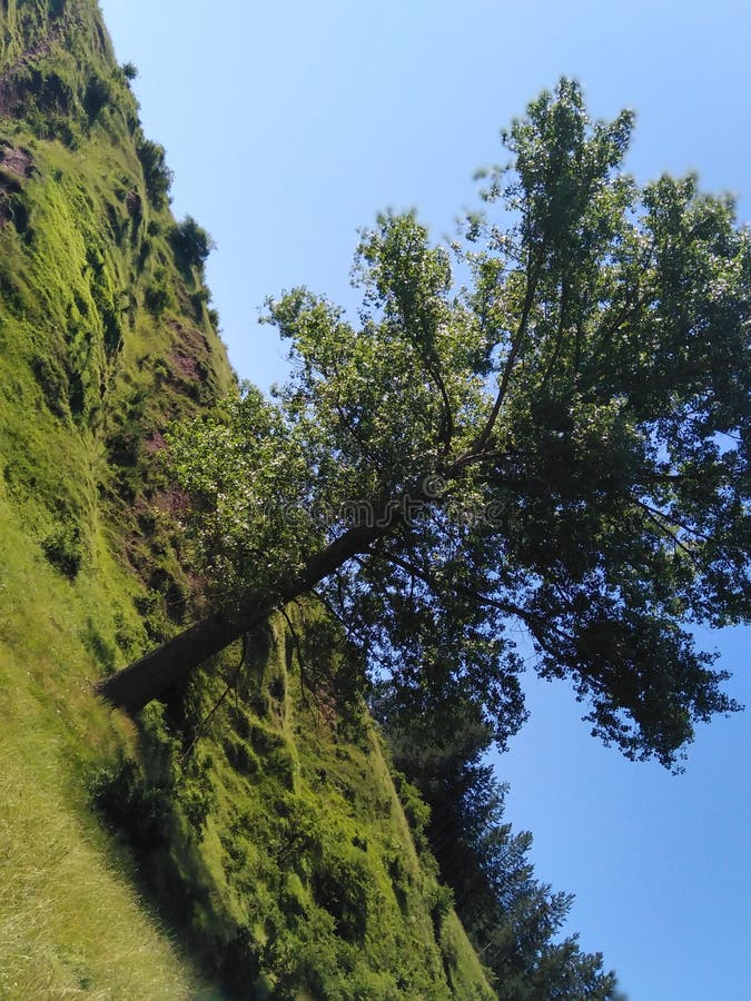 Tree shadow, sunny day stock image. Image of grass, forest - 189400387