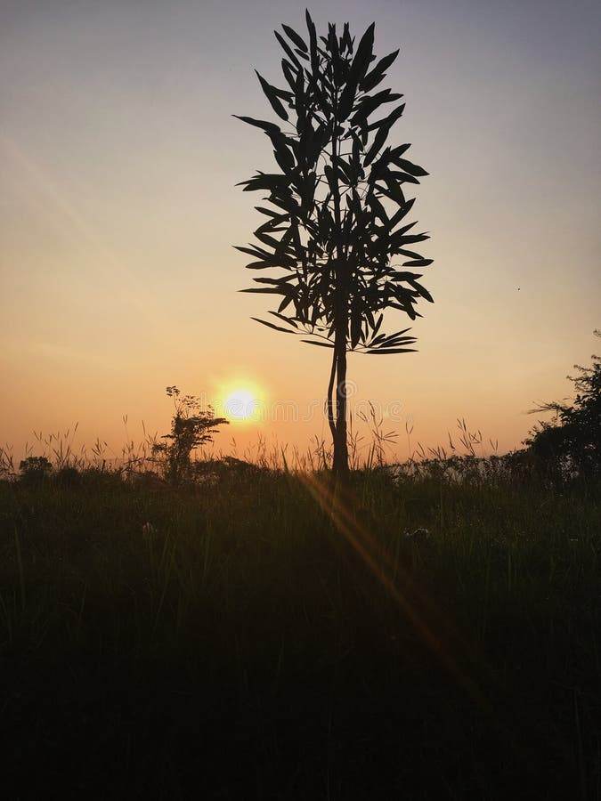 Tree on the Shadow of Sunrise Stock Photo - Image of shadow, tree ...