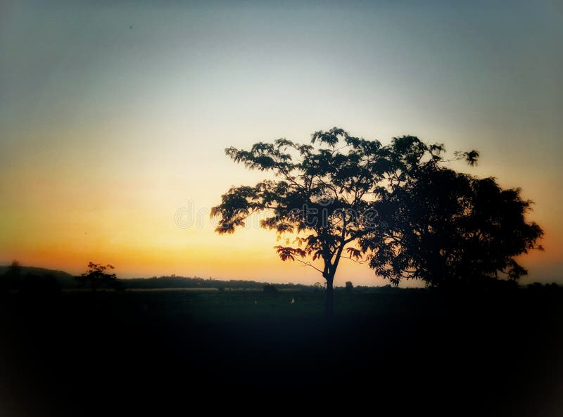 Tree in shadow stock photo. Image of tropical, sillhoutte - 116335384