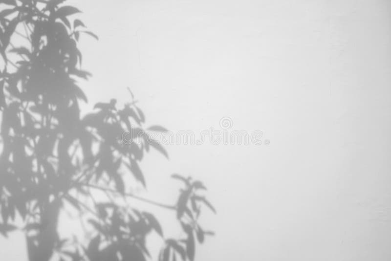 Tree Shadow on Texture of Old Concrete Wall for Background Stock Image ...