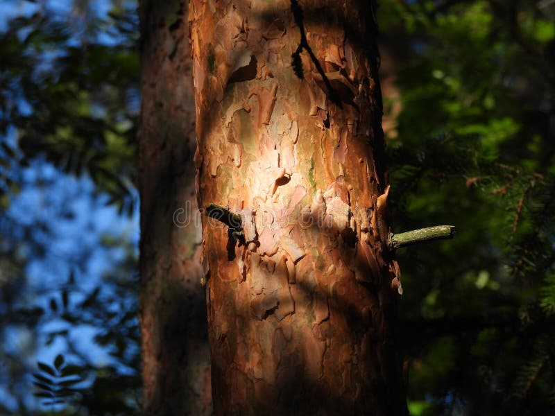 Tree in the shadow stock image. Image of patch, sunshine - 253494539
