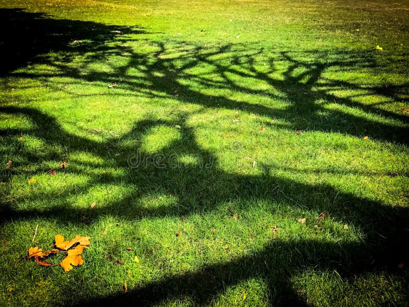 Tree shadow stock image. Image of grass, detail, summer - 99510747