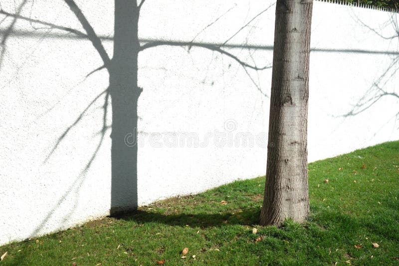 Tree and Shadow stock image. Image of tree, trunk, fall - 43880311