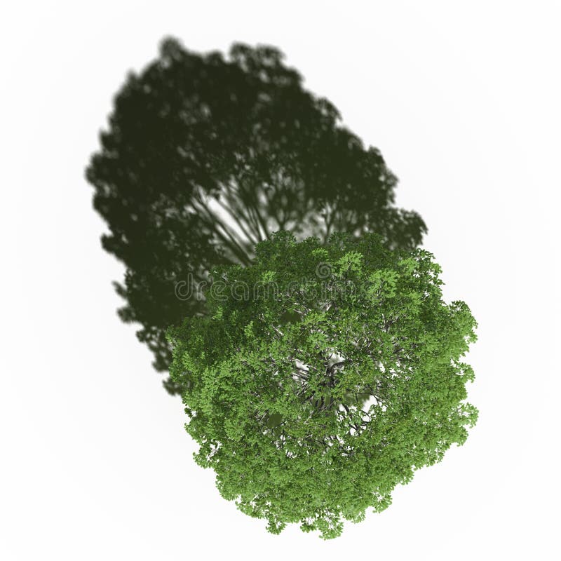 Tree with a Shadow Under it, Top View Stock Illustration - Illustration ...