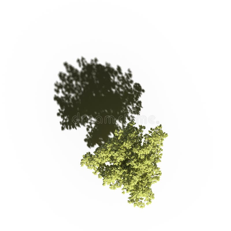 Tree with a Shadow Under it, Top View Stock Illustration - Illustration ...