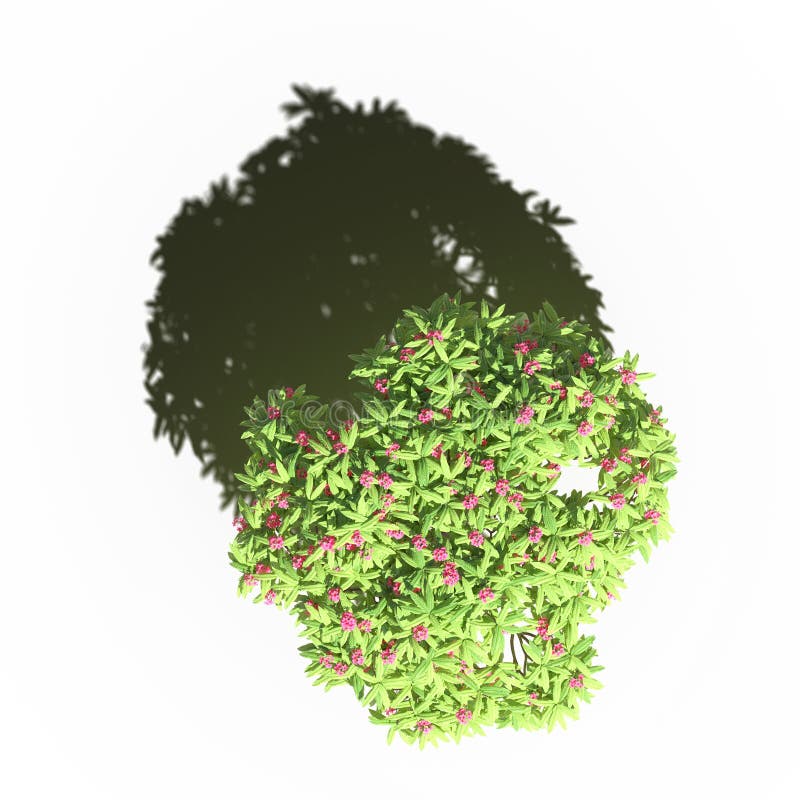 Tree with a Shadow Under it, Top View Stock Illustration - Illustration ...