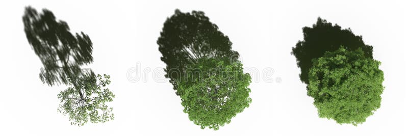 Tree with a Shadow Under it, Top View Stock Illustration - Illustration ...