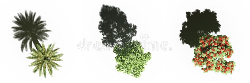 Tree with a Shadow Under it, Top View Stock Illustration - Illustration ...