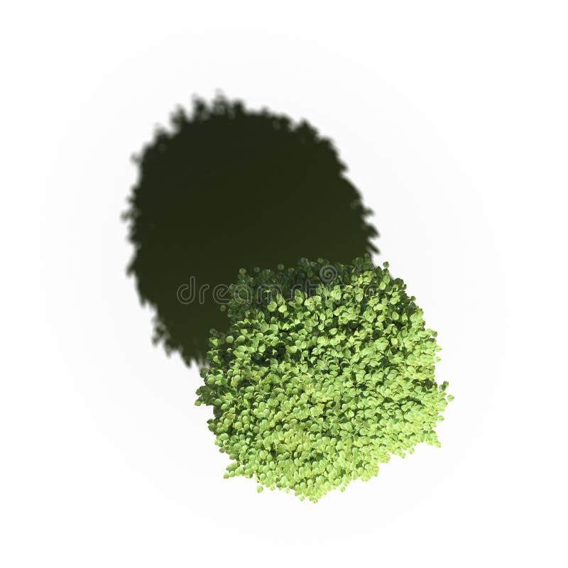 Tree with a Shadow Under it, Top View Stock Illustration - Illustration ...