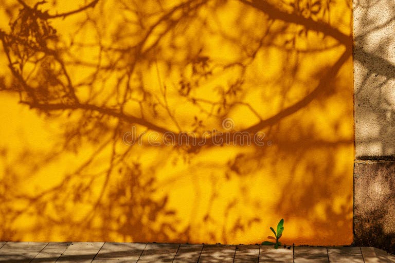Tree Shadow on the Wall, Abstract Organic Natural Pattern Stock Photo ...