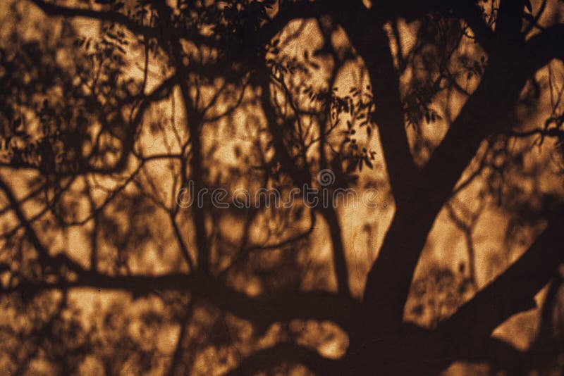 Tree shadow on the wall stock image. Image of wall, exterior - 124898823