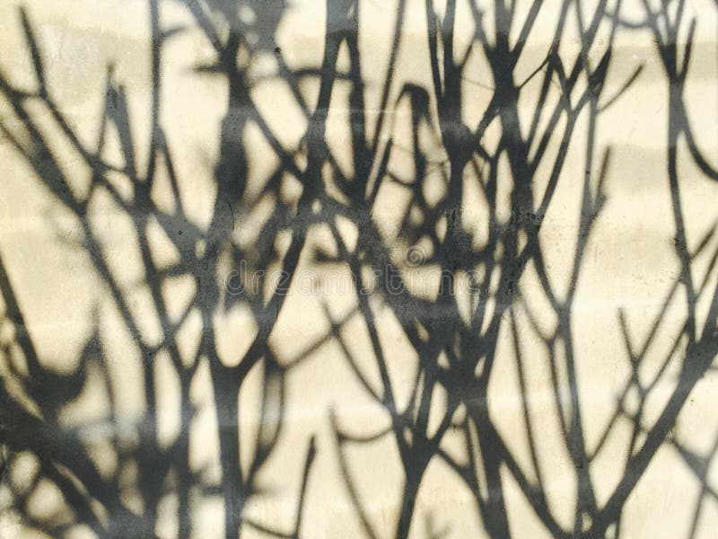 Tree shadow on the wall stock photo. Image of garden - 50698346