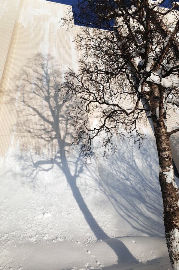 Tree Shadow on Wall stock photo. Image of architecture - 96404210