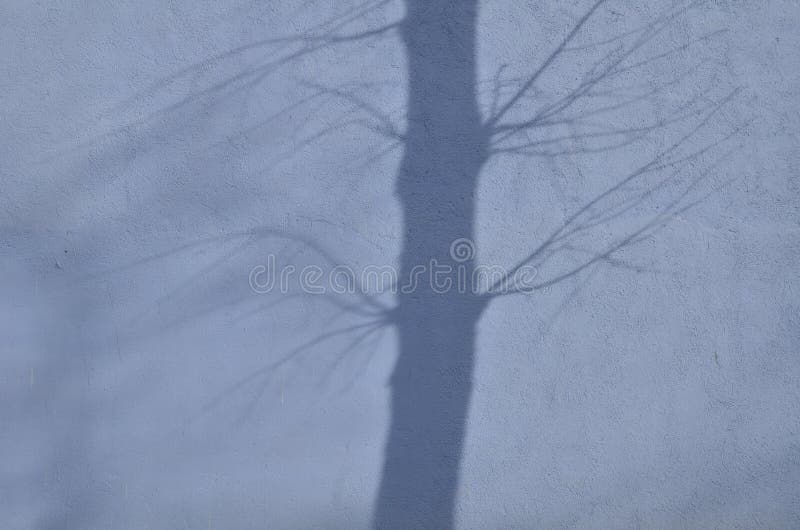Tree shadow on wall stock image. Image of rough, colored - 119331763