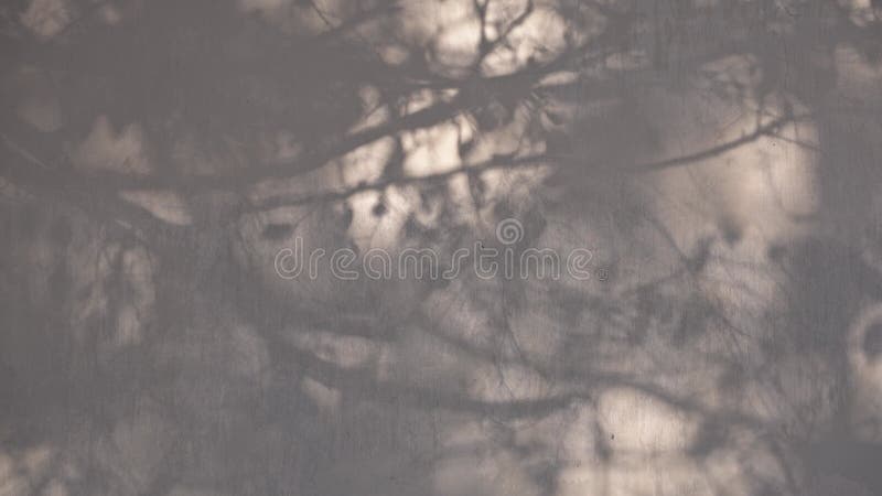 Tree Shadow on the Wall. Soft Light from Branches and Leaves Stock ...