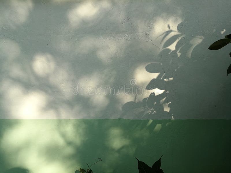 Tree Shadow on the Wall, Soft Light. Stock Photo - Image of life, light ...