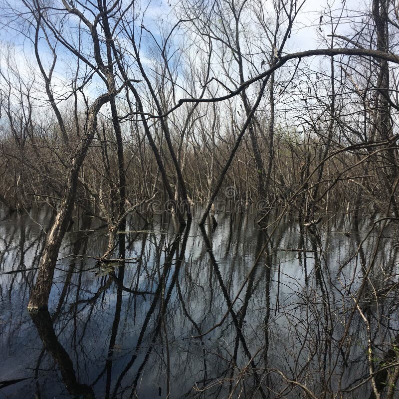 Tree Shadow in water stock image. Image of trail, beginning - 115617043