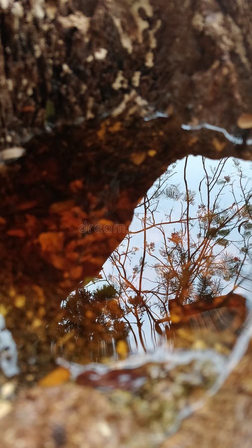 Tree shadow in the water stock photo. Image of plant - 210988422