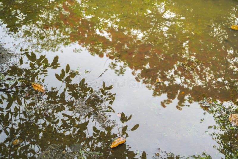 Tree shadow in the water stock image. Image of magical - 220136639
