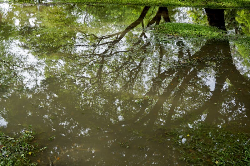 Tree shadow in the water stock image. Image of black - 220137615